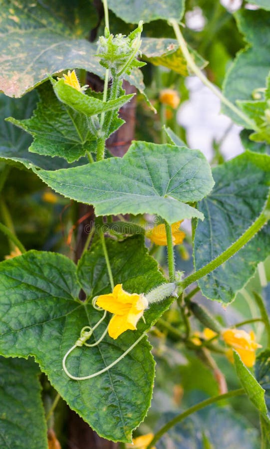 Growing the Cucumbers. Yellow Cucumber Flowers Stock Image - Image of ...