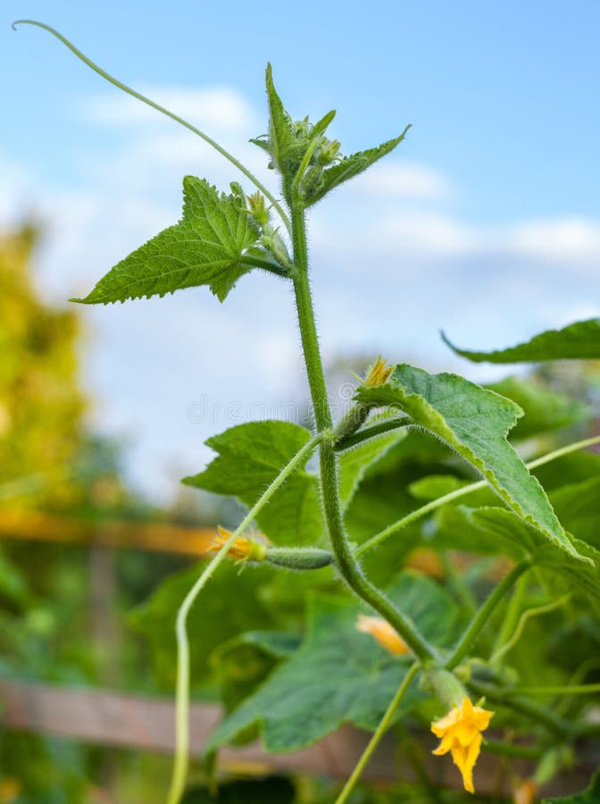 Growing the Cucumbers. Yellow Cucumber Flowers Stock Photo - Image of ...