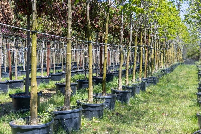 Growing and Cultivation Trees and Plants in Pots Stock Image - Image of ...