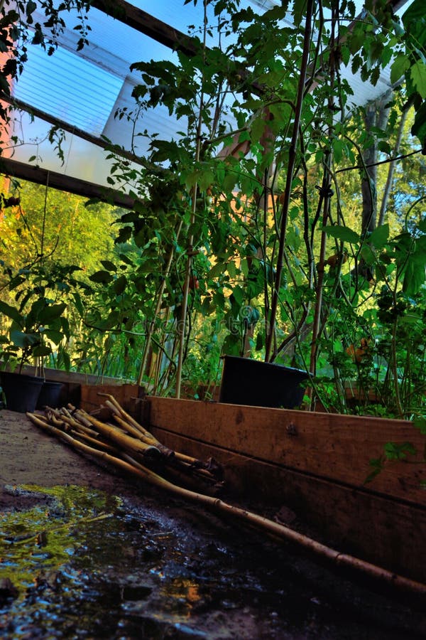 Growing culture , Tomatoes stock photo. Image of natural - 60217298