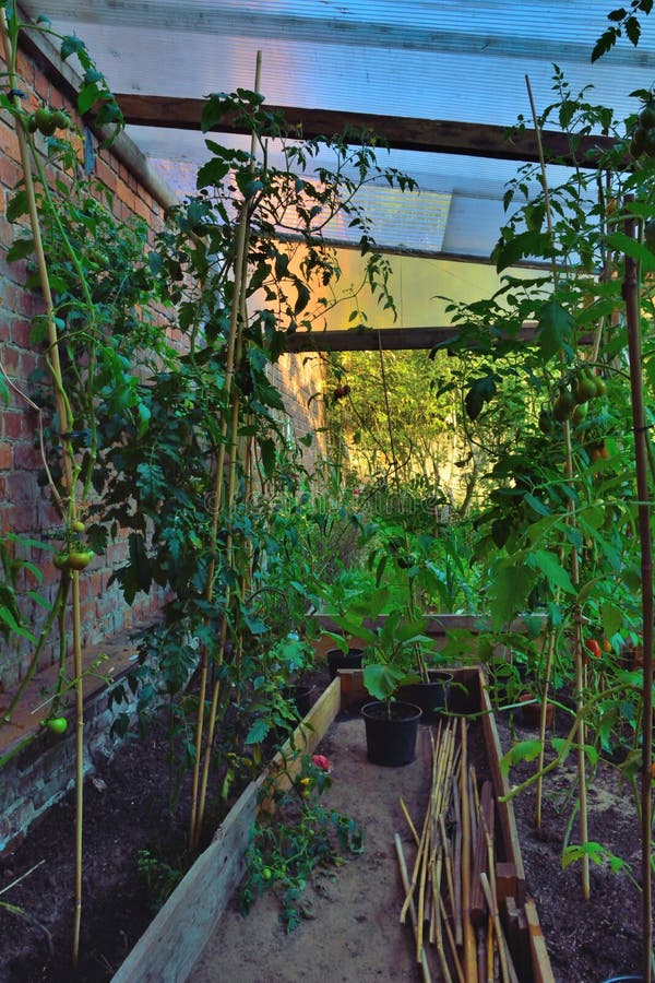 Growing culture , Tomatoes stock image. Image of gent - 60218063