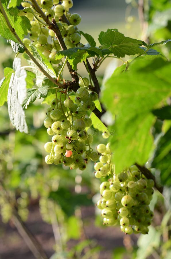 Growing currant stock photo. Image of leaves, grow, berries - 152005098