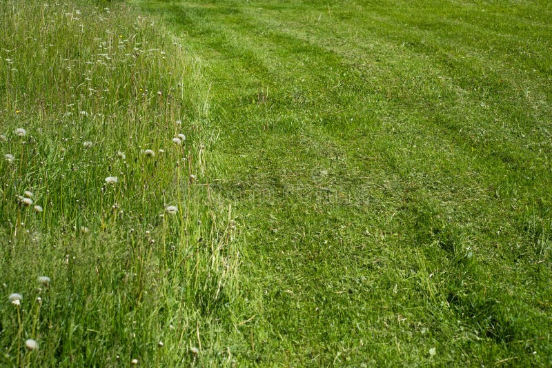 Growing and Cut Bright Grass Stock Image - Image of stripe, nature ...
