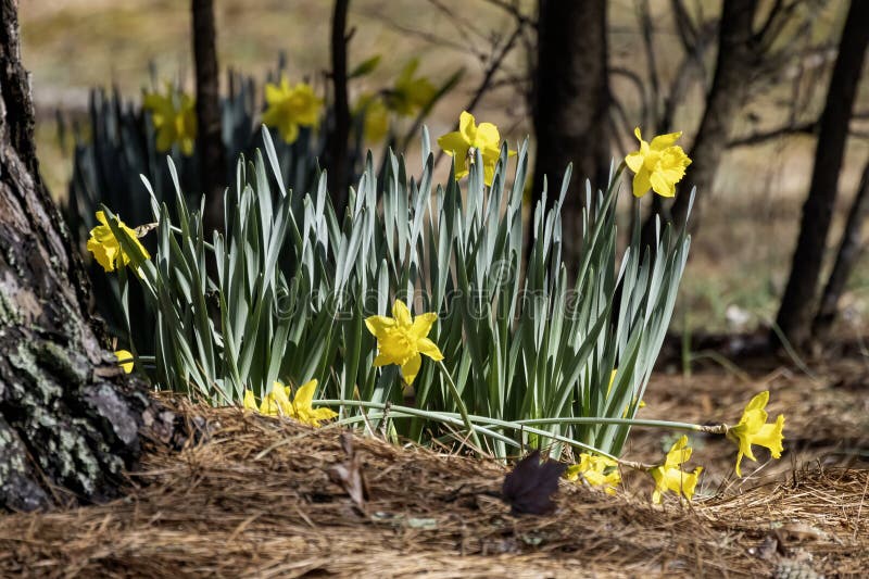 Growing daffodils stock image. Image of beauty, flora - 366862801