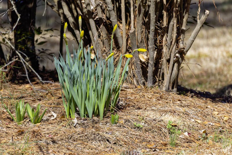 Growing Daffodils in the Spring Stock Image - Image of floral ...