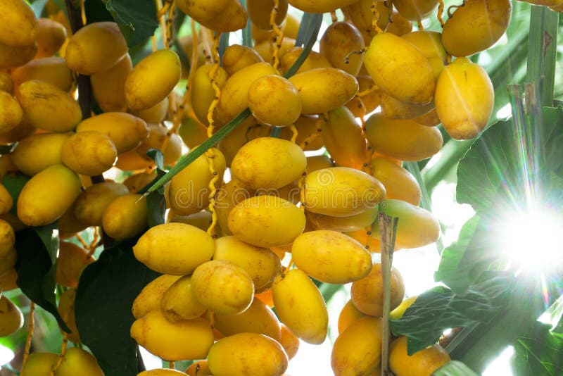 Growing Dates on a Palm Tree. Branches with Fresh Dates Stock Image ...