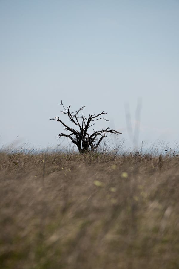 Growing dead tree in field stock image. Image of environment - 264047255