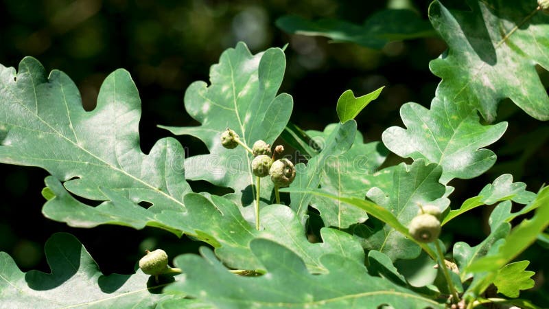 Growing Developing Small Acorns on an Oak Tree Branch with Green ...