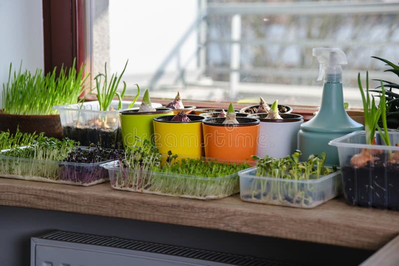 Growing Different Microgreens and Green Onions on the Windowsill at ...