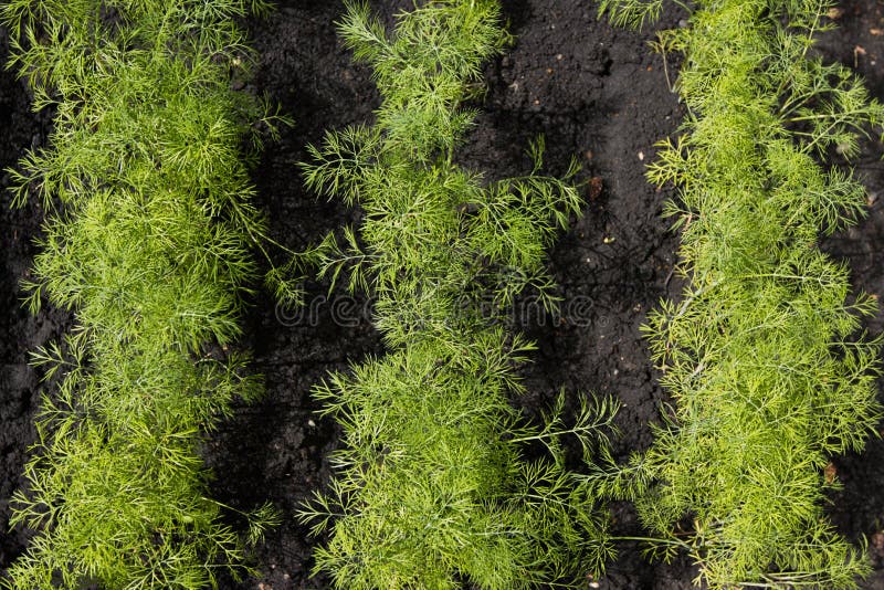 Rows of Dill in an Agricultural Farm Stock Image - Image of farming ...