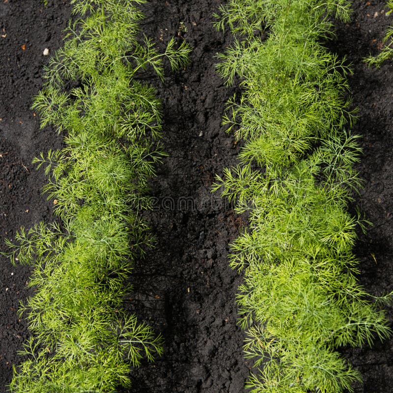 Growing Dill in Open Ground. Stock Image - Image of farming, farm ...