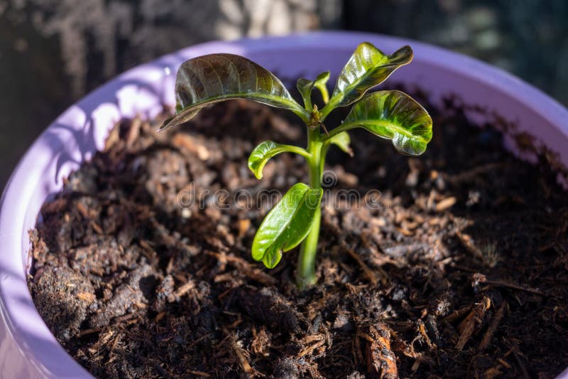 Growing Exotic Mango Tree Tropical Fruit from a Seed, Germinated Sprout ...