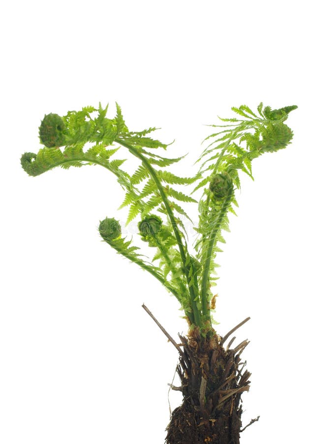 Bird Nest Fern Isolated White Stock Image - Image of growth, asplenium ...