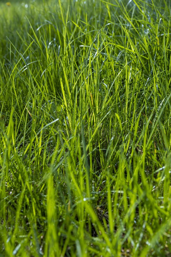 Growing in a Field of Green Grass in Sunny Spring Weather Stock Photo ...