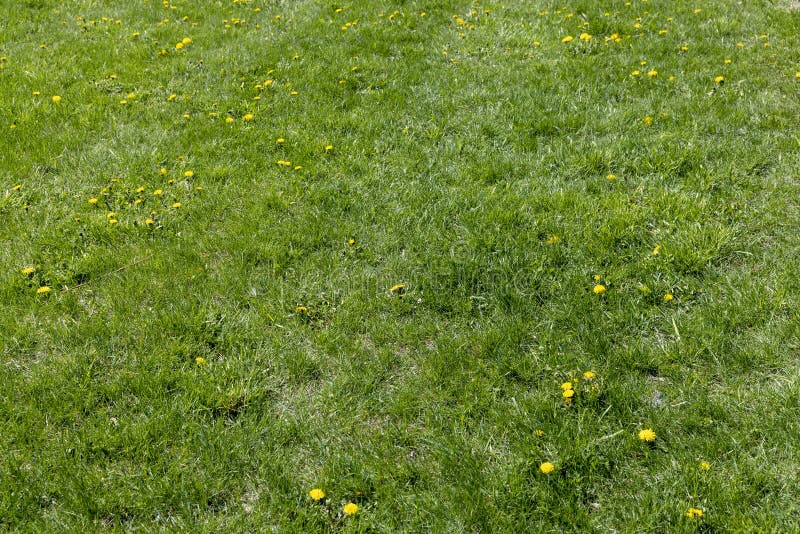 Growing in a Field of Green Grass in Sunny Spring Weather Stock Image ...