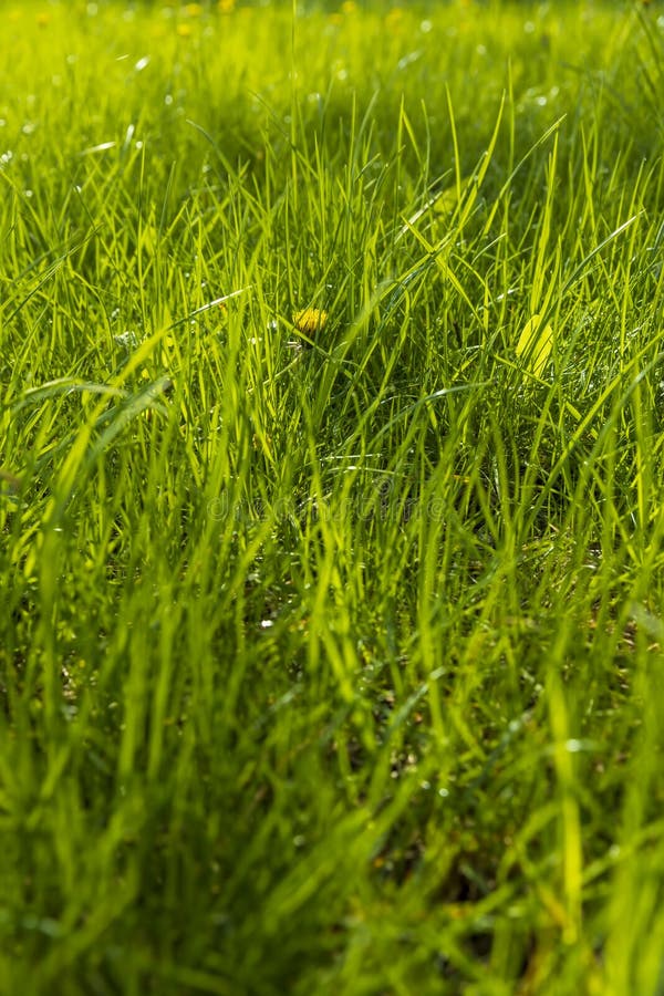 Growing in a Field of Green Grass in Sunny Spring Weather Stock Photo ...
