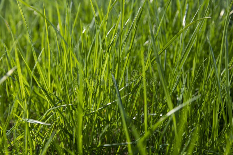 Growing in a Field of Green Grass in Sunny Spring Weather Stock Photo ...