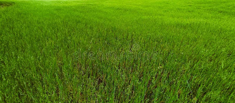 Green wheatgrass stock image. Image of prairie, wetland - 300303071