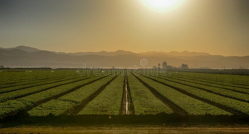Growing Fields stock image. Image of agricultural, fresh - 60482953
