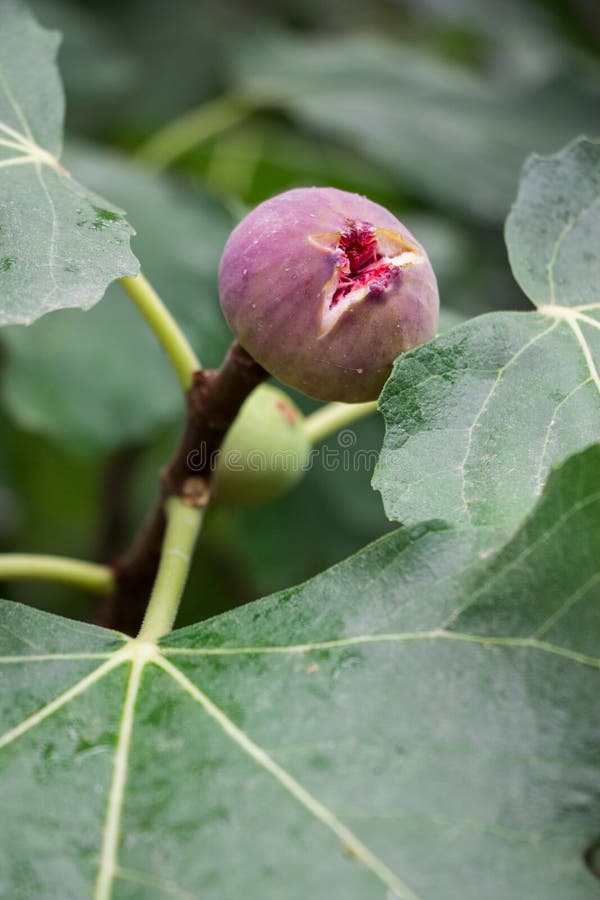 Growing fig fruit. stock image. Image of nature, natural - 76916039