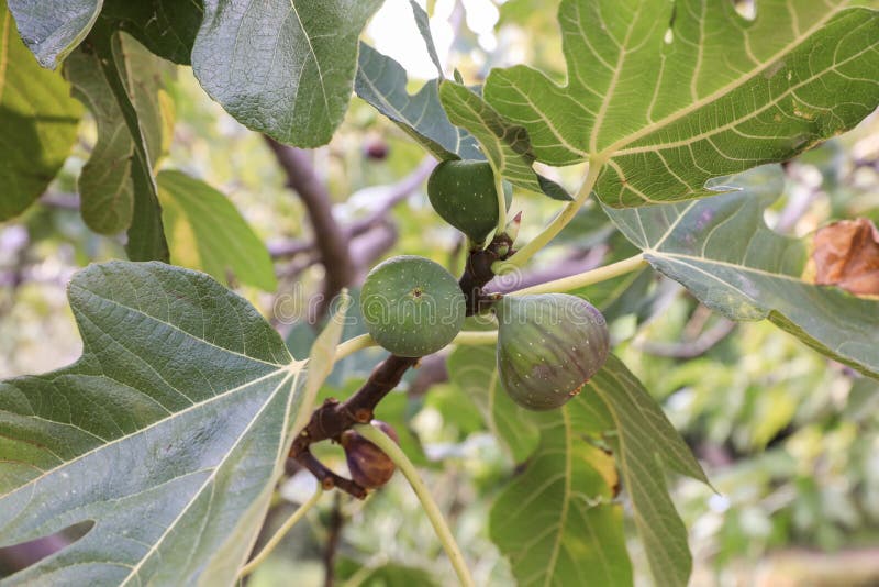 Growing Fig Fruits on Branches of a Fig Tree. Stock Photo - Image of ...