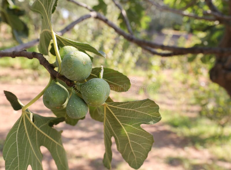 Growing Fig Fruits on Branches of a Fig Tree. Stock Photo - Image of ...