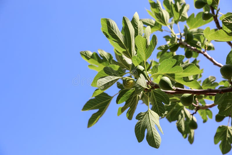 Growing Fig Fruits on Branches of a Fig Tree. Stock Image - Image of ...