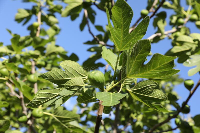 Growing Fig Fruits on Branches of a Fig Tree. Stock Photo - Image of ...