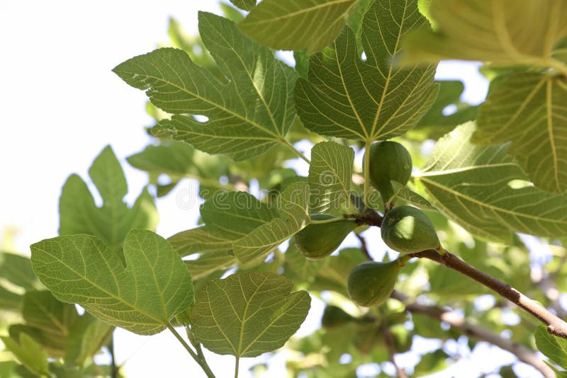 Growing Fig Fruits on Branches of a Fig Tree. Stock Photo - Image of ...