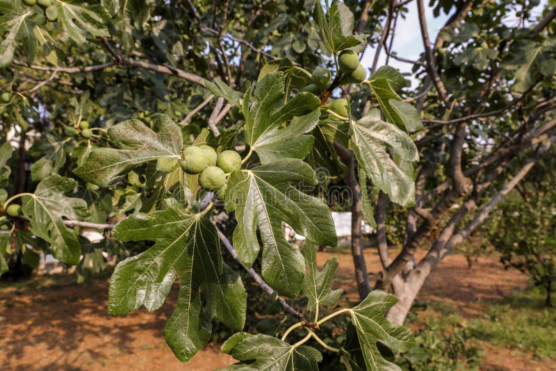 Growing Fig Fruits on Branches of a Fig Tree. Stock Image - Image of ...