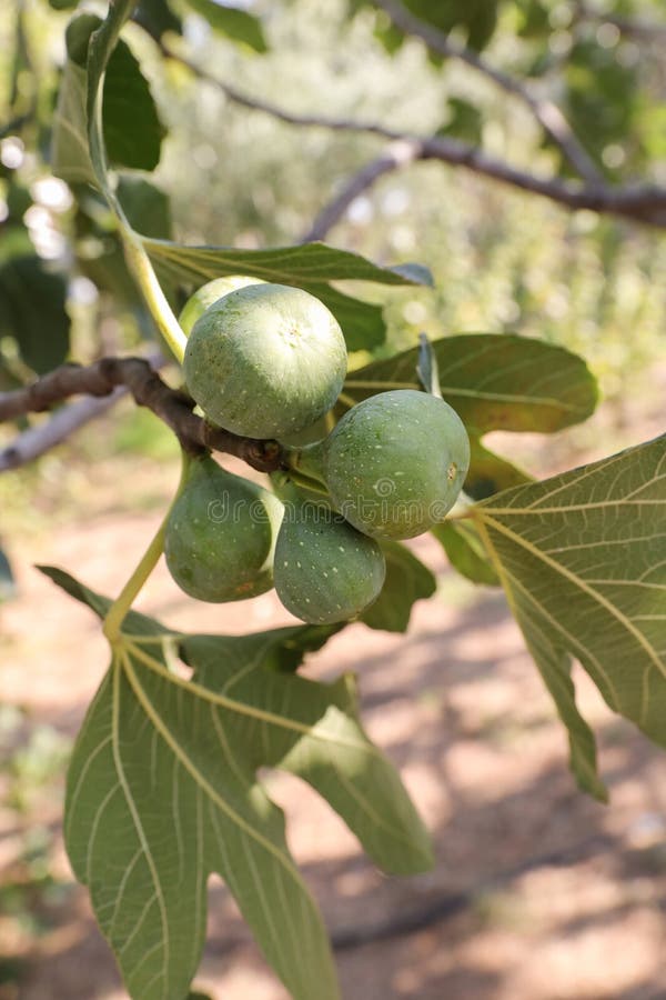 Growing Fig Fruits on Branches of a Fig Tree. Stock Photo - Image of ...