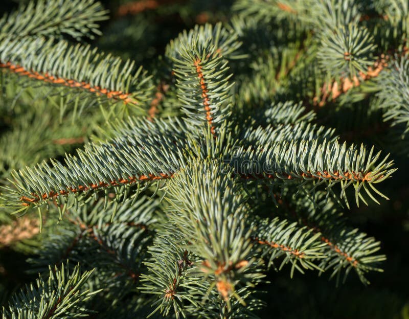 Growing fir tree stock image. Image of green, healthy - 161860855
