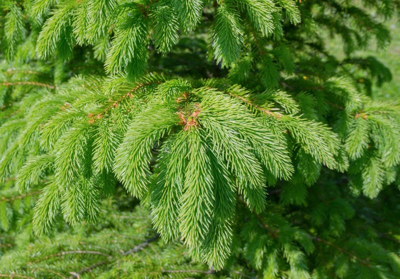 Growing fir-tree. stock photo. Image of needle, seasonal - 93184182