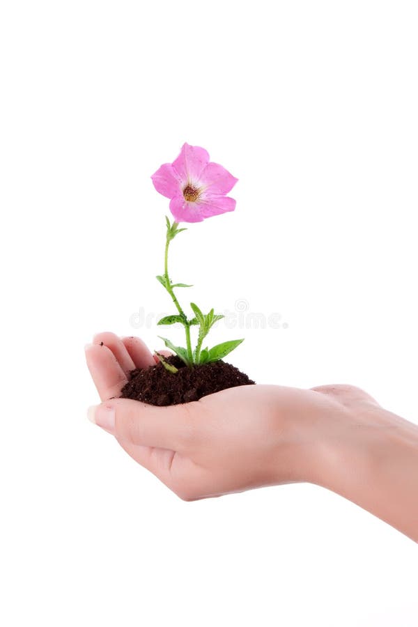 Growing flower stock image. Image of holding, background - 10143185