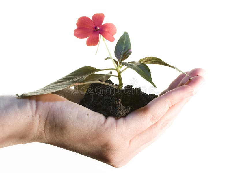 Growing Flower Picture. Image: 8030526