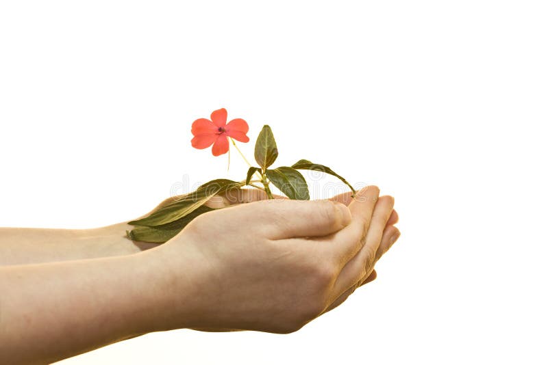 Growing Flower Picture. Image: 8030526