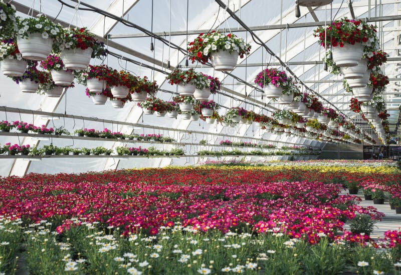Growing of Flower Seedlings on Shelves in Greenhouse Stock Photo ...