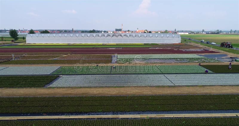 Growing Flowers on a Farm. Agricultural Complex for Growing Flowers ...