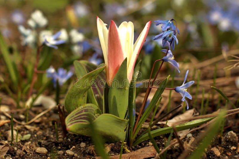 Growing Flowers in Spring in the Park Stock Image - Image of flowers ...