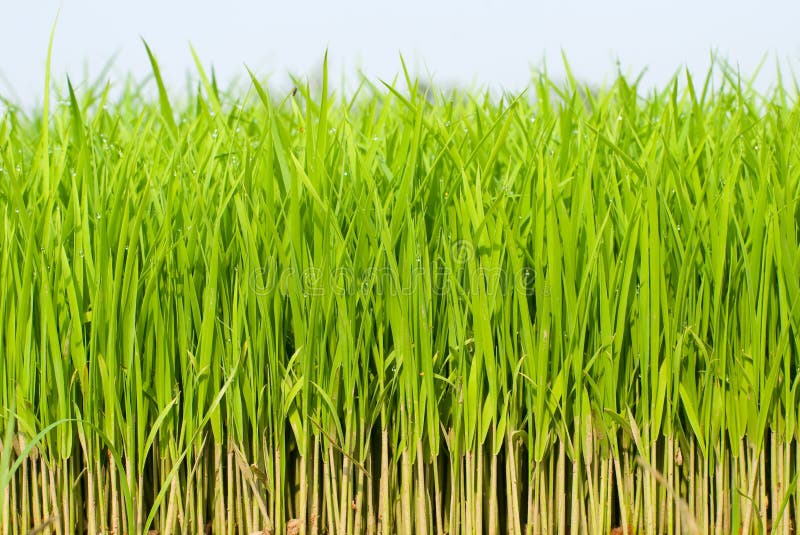 Growing fresh grass stock photo. Image of clean, freshness - 15734058