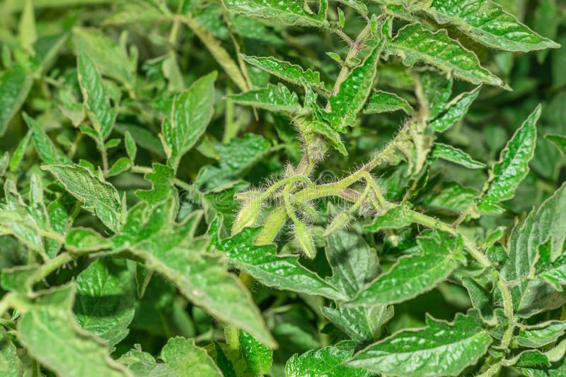 Growing Fresh and Healthy Green Tomato Plants in the Ground Stock Image ...
