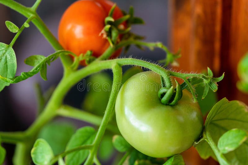 Growing Fresh Tomatoes at Home Stock Photo - Image of crop, house ...