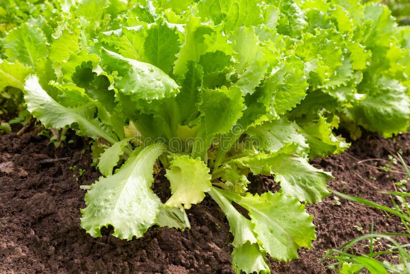 Growing Fresh Vegetables in the Garden on Beds in the Open Ground ...