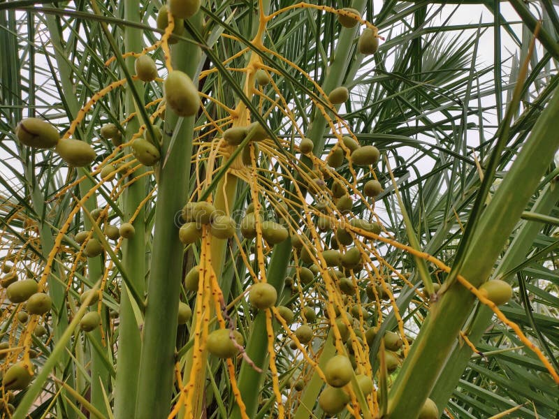 Growing Fruits of Dates Tree, Unripe Khajoor Fruits on the Tree Stock ...