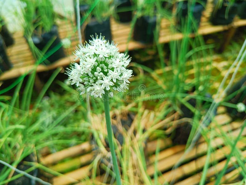 Growing Garlic Flowers in a Greenhouse Stock Photo - Image of petal ...