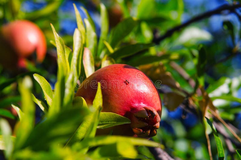 Growing garnet stock image. Image of autumn, sweet, garnet - 84341839