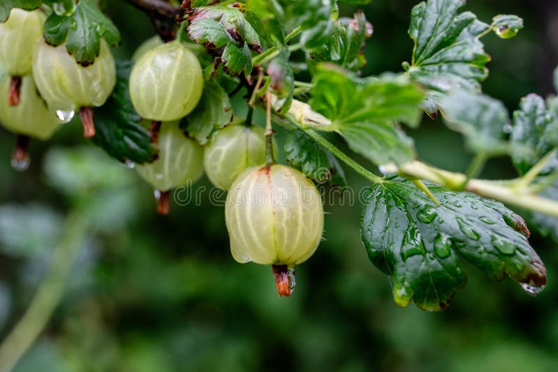 Growing Gooseberries, Berries on Branches after Rain with Rain Drops ...