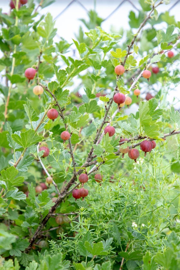 Growing gooseberry stock photo. Image of gooseberry - 191938224