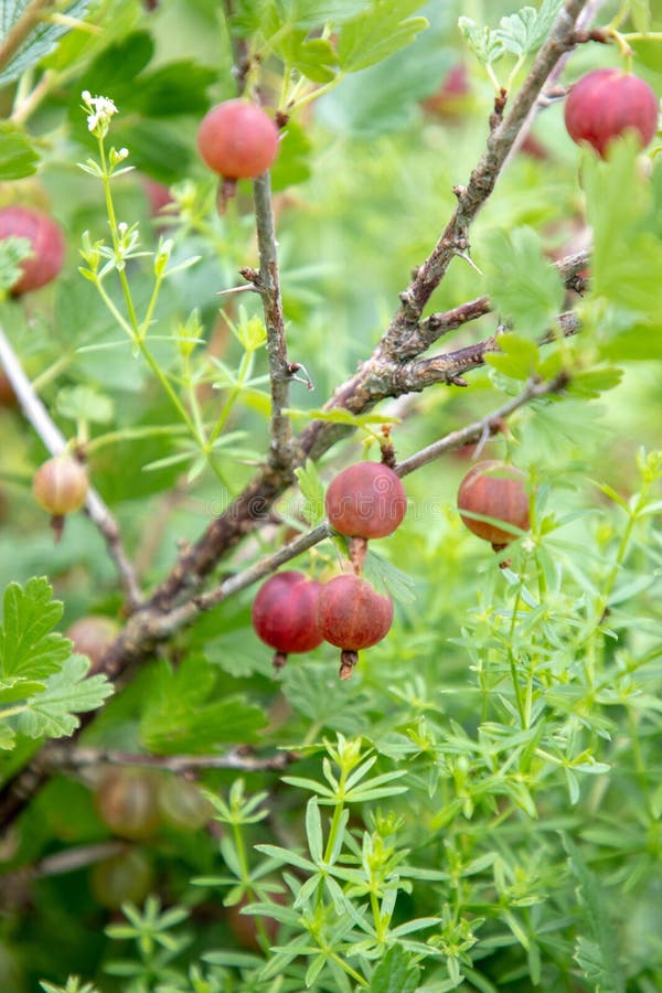 Growing gooseberry stock image. Image of gooseberry - 191938249