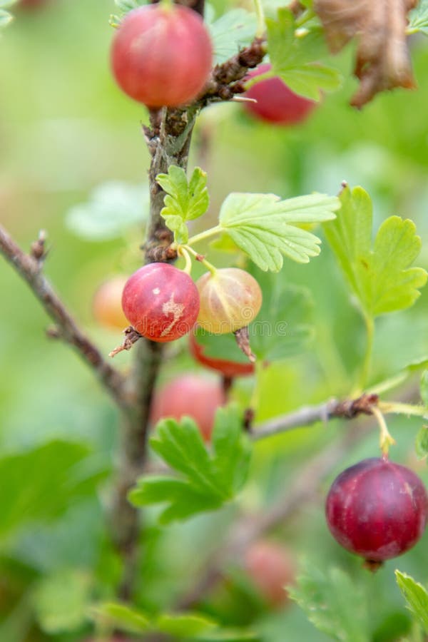 Growing gooseberry stock image. Image of garden, peaceful - 191938259